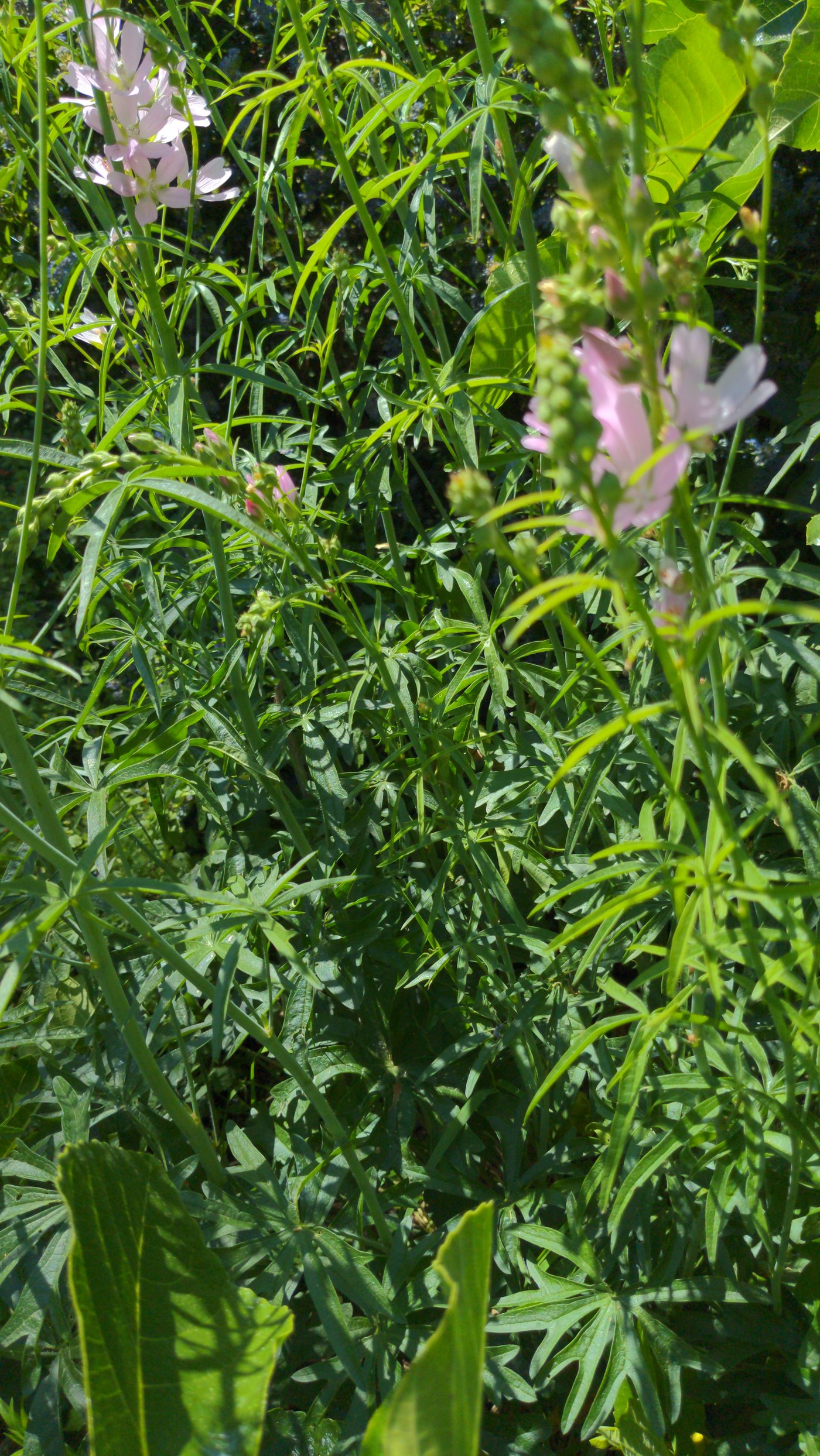Meadow Checkermallow : Sidalcea campestris | GOOD YEAR FARMS