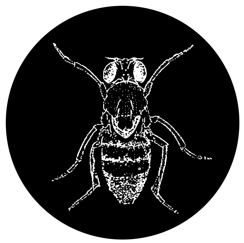 Fish Gobble — Wingless Drosophila