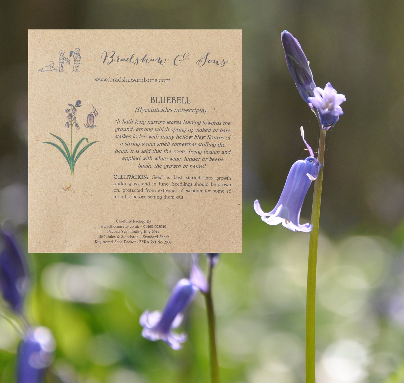 Bradshaw & Sons Bluebell Seeds / Bradshaw & Sons