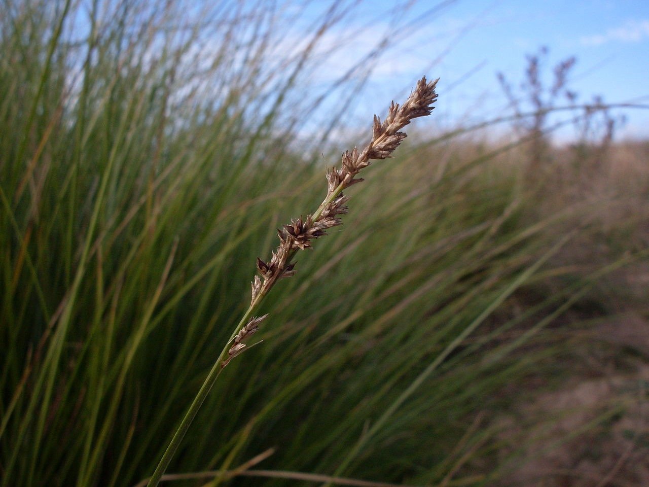 Carex appressa - Tall Sedge | Reforest Bush Nursery