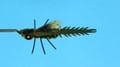 Crittermite Tail | Eastern Trophies Fly Fishing