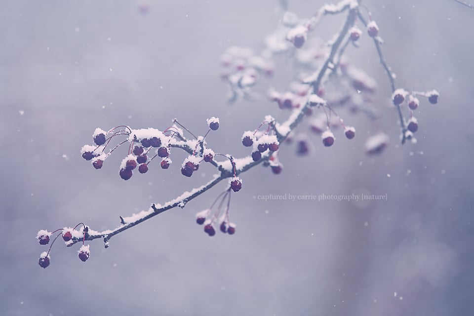 Flurries Snow Overlay / Shoot for the Moon Images & Product Shop