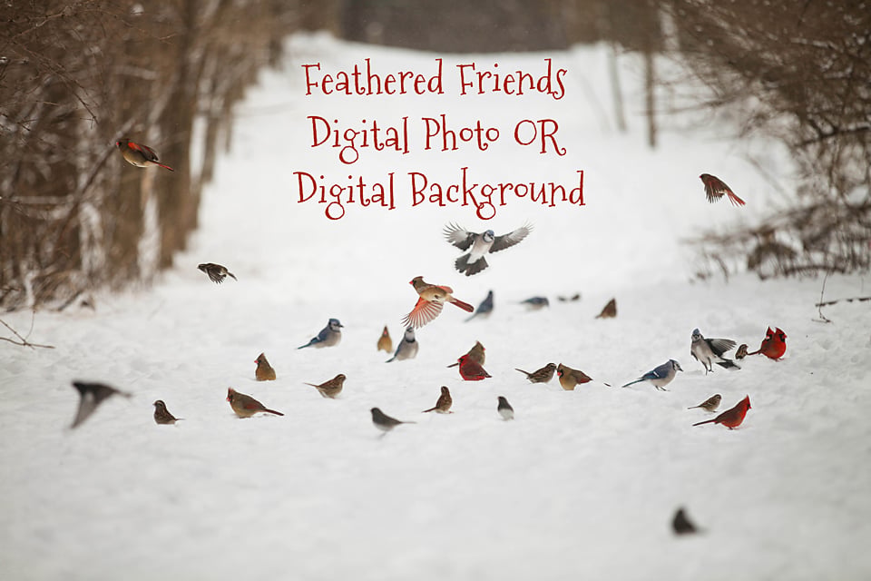 Feathered Friends Digital Background | Shoot for the Moon Images ...