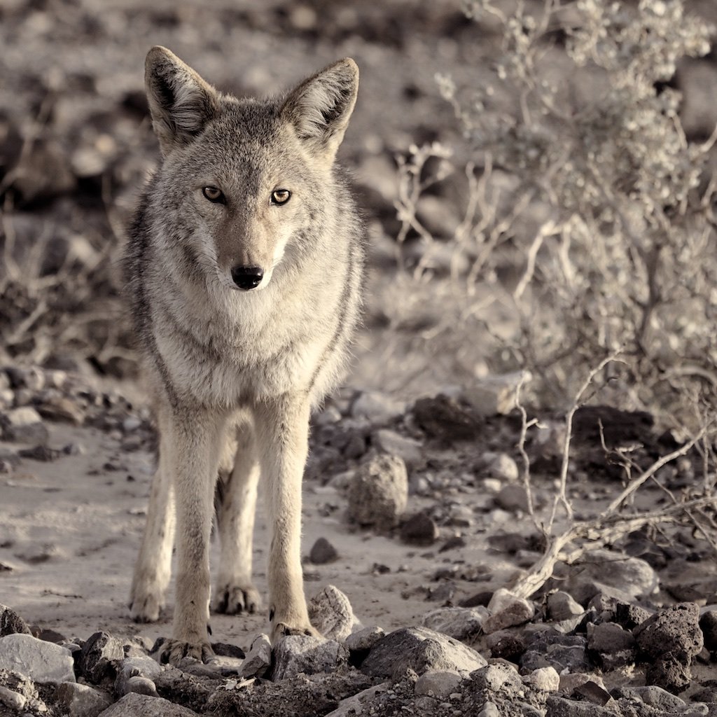 True Wild | Kat Livengood Photography