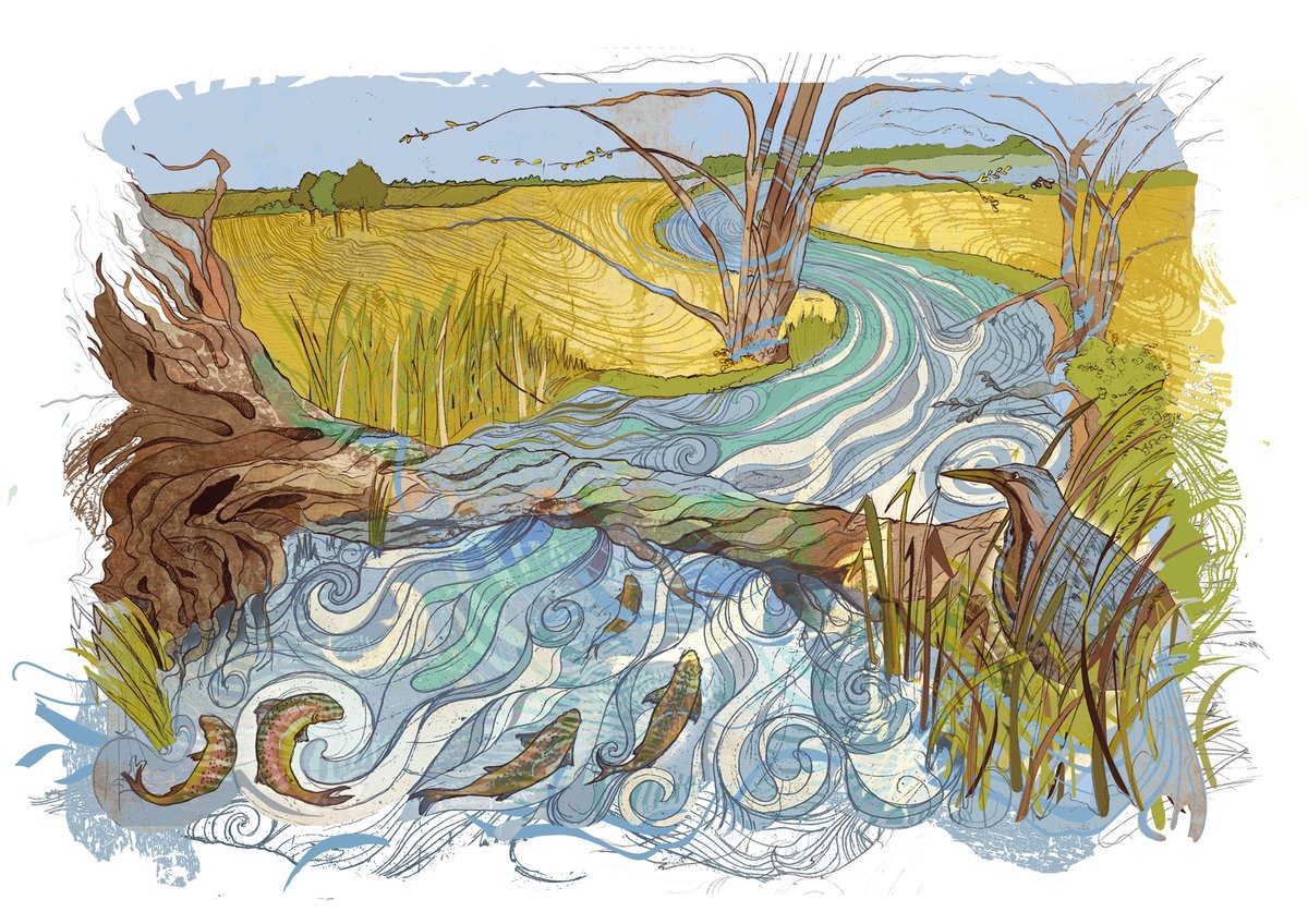 Bittern River | Shelly Perkins Wildlife Art