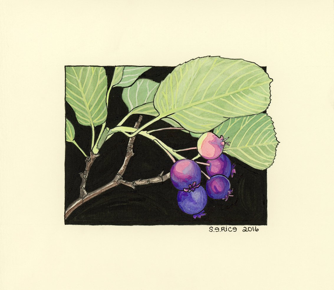 Running Serviceberry / Sarah E. Rice