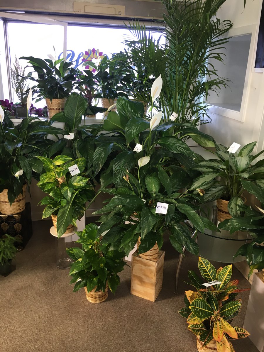 Lovely Green Plants / Wow! Wallace Flowers and Gifts