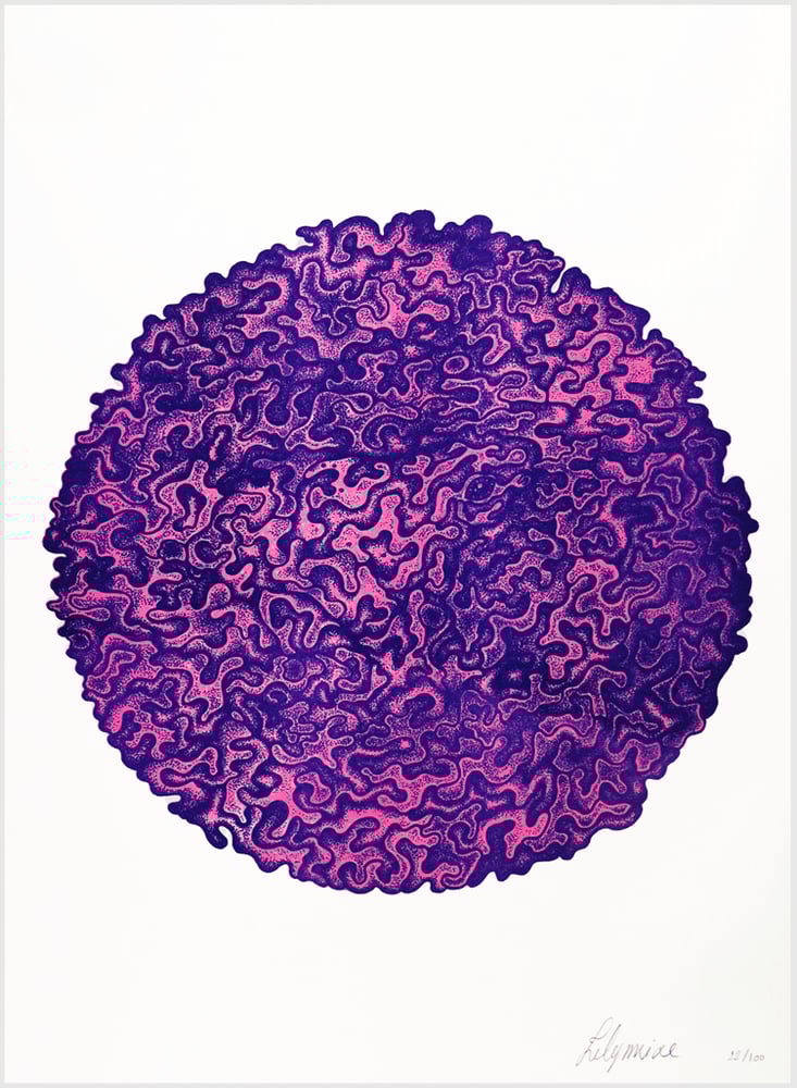 Cryptic coloration frog / Lilymixe