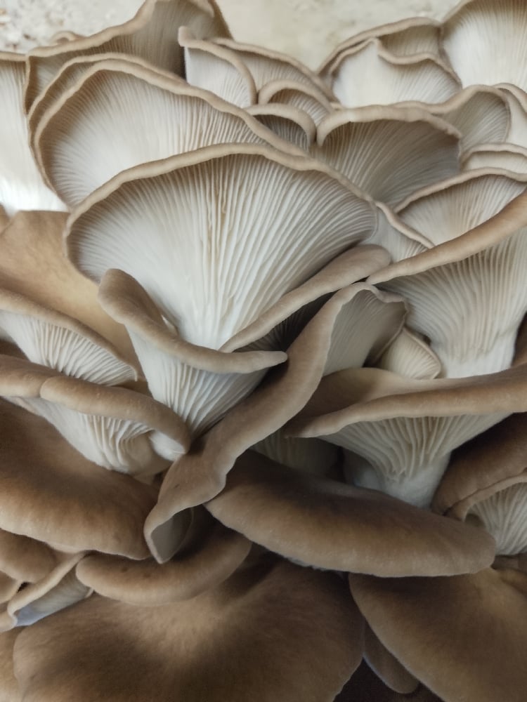 Italian Oyster - Fresh 500g | Skipworth Mushrooms