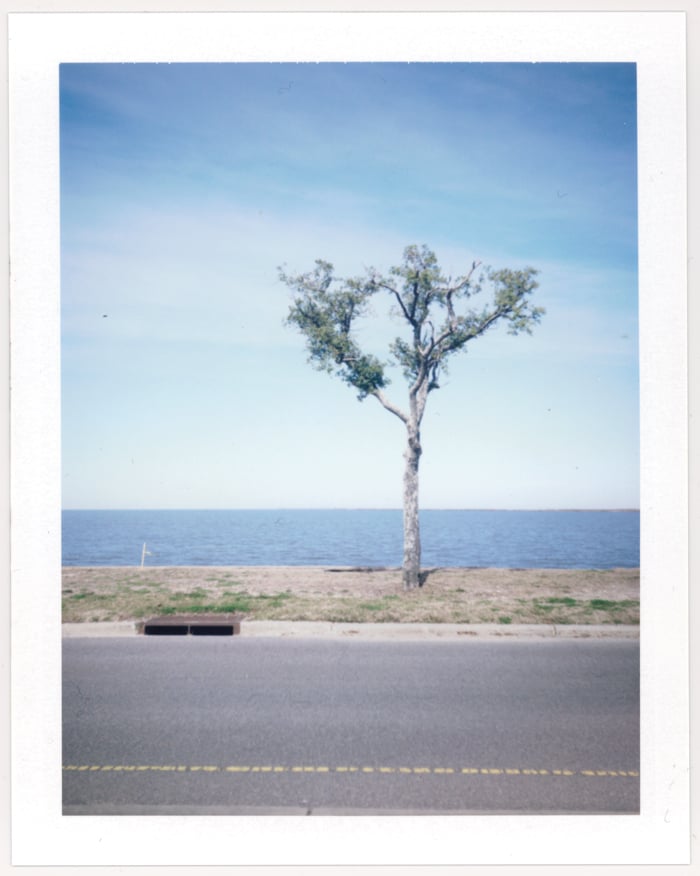 Kasini House Artshop — Tree & Catch Basin