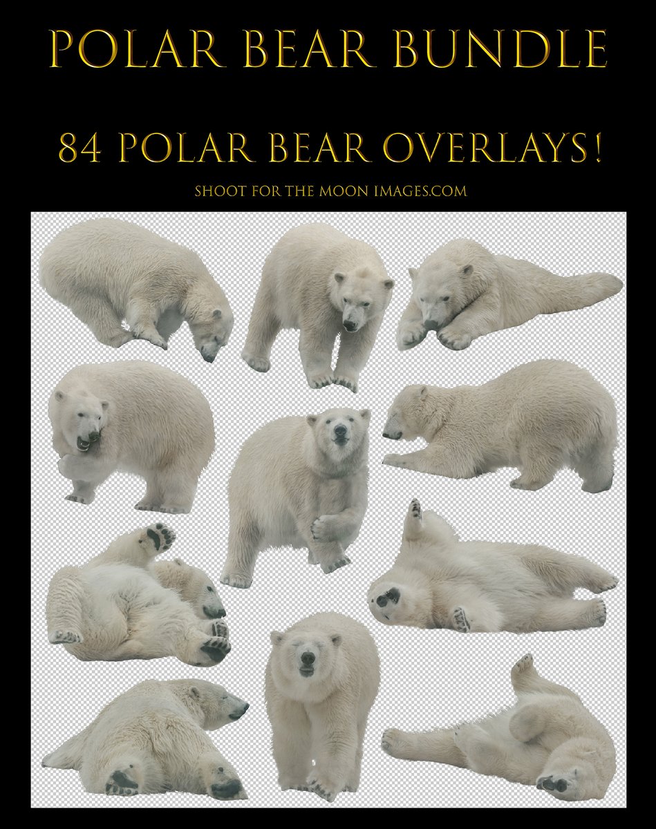 Polar Bear Bundle | Shoot for the Moon Images & Product Shop