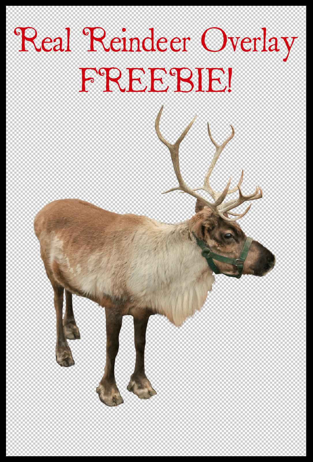 Real Reindeer Overlay FREEBIE | Shoot for the Moon Images & Product Shop