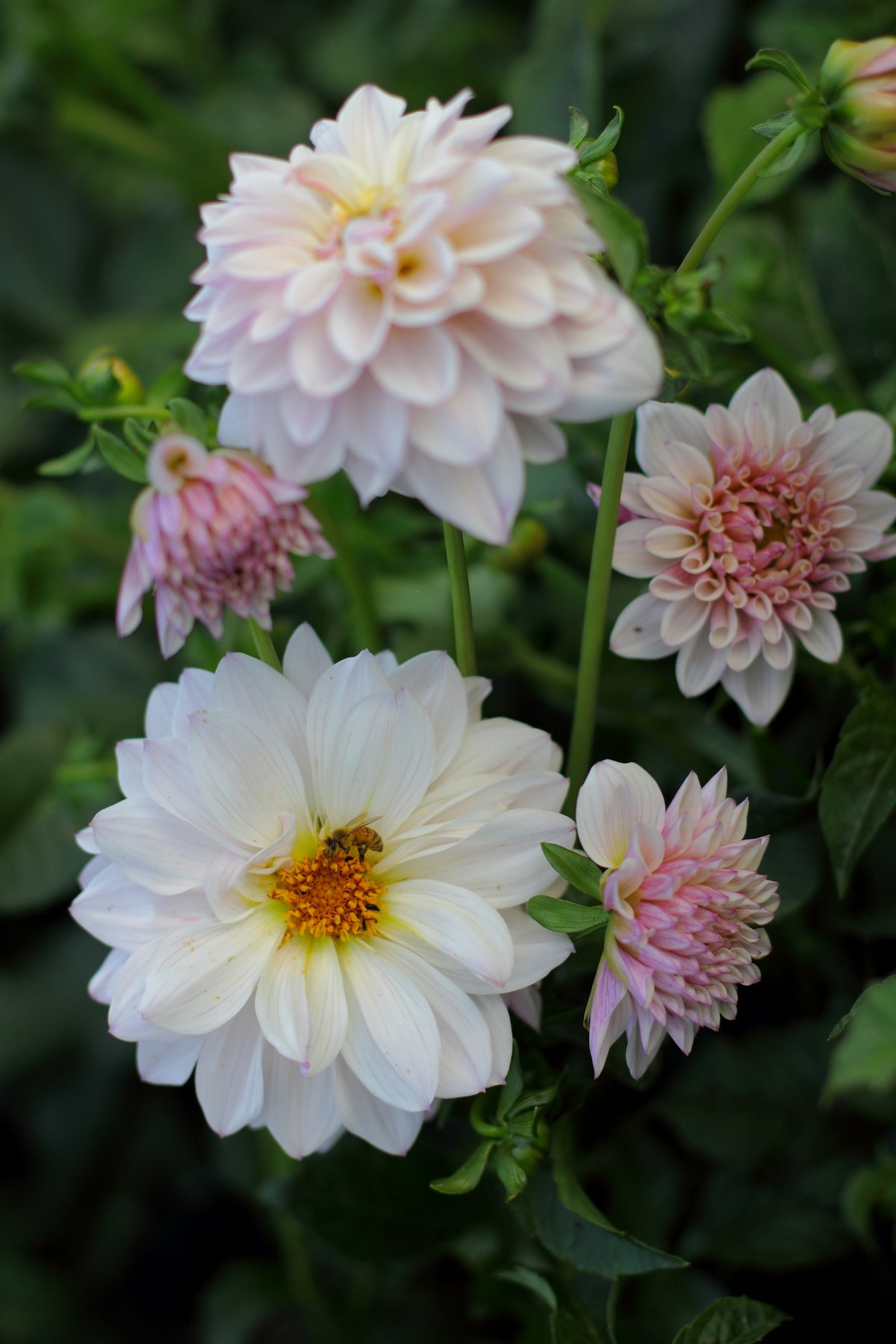 Master Class Flower Farming 102 Love N Fresh Flowers