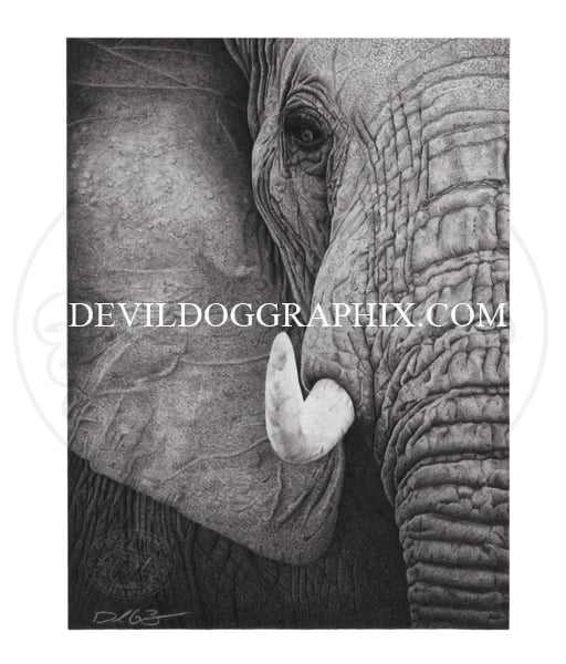 Devil Dog Graphix — ELEPHANT DRAWING PRINT