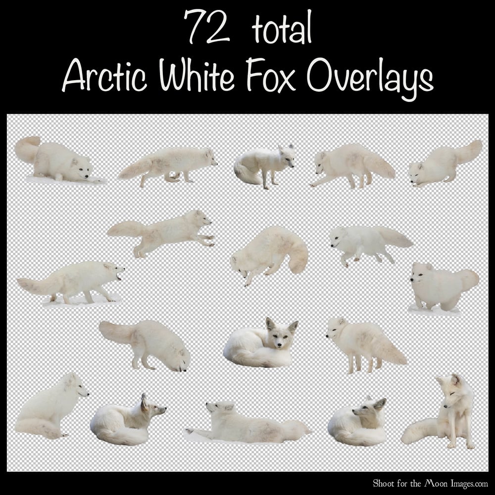 Winter & Christmas Products | Shoot for the Moon Images & Product Shop