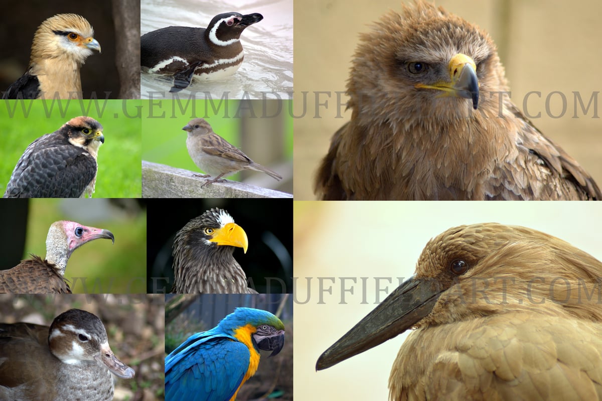 Animal Reference Photos BIRDS | Gemma Duffield Portraits