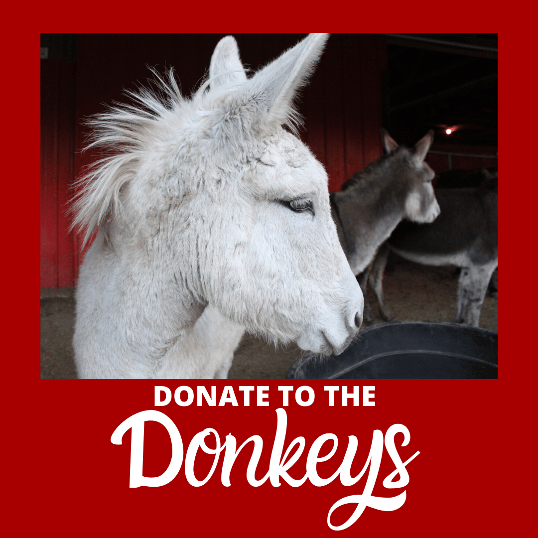 Donate to the Donkeys | Turtle Valley Donkey Refuge
