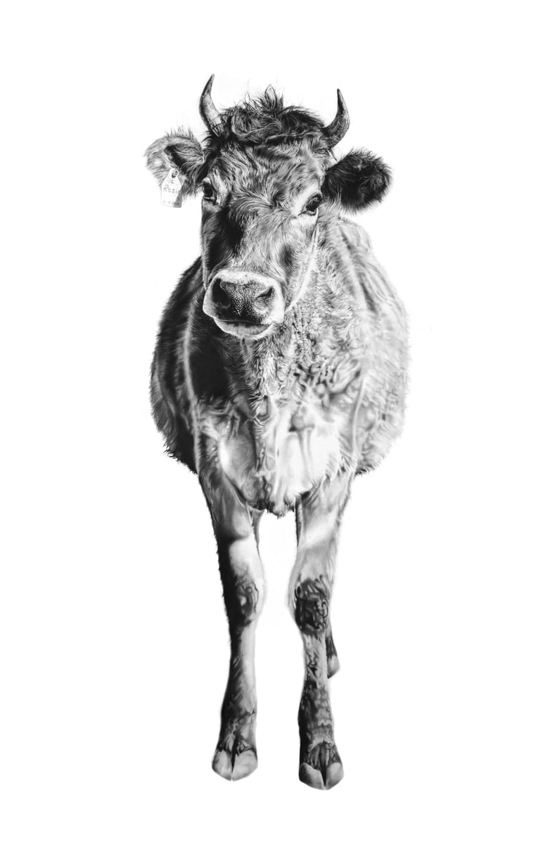 Bos taurus | Addison Wagner
