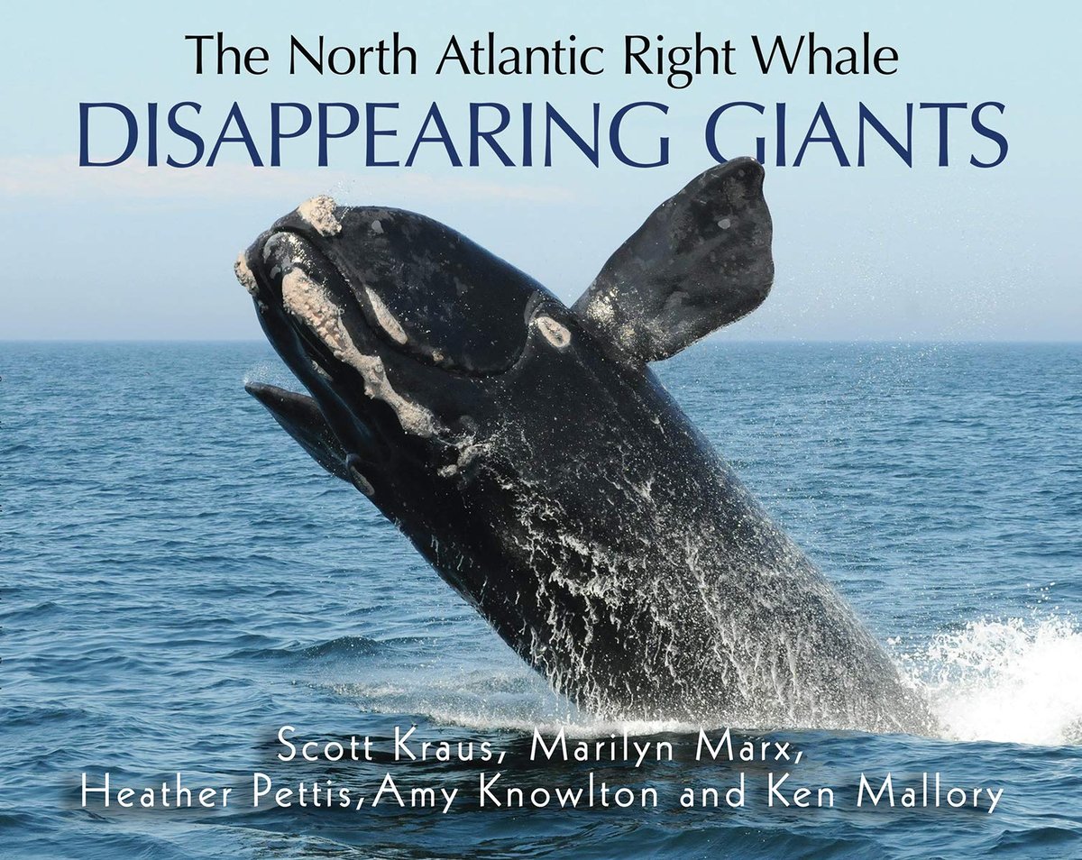 Disappearing Giants: The North Atlantic Right Whale | Right Whale Research