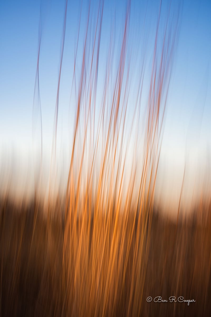 Abstract Native Grasses in Rice Creek | Ben R Cooper Photography