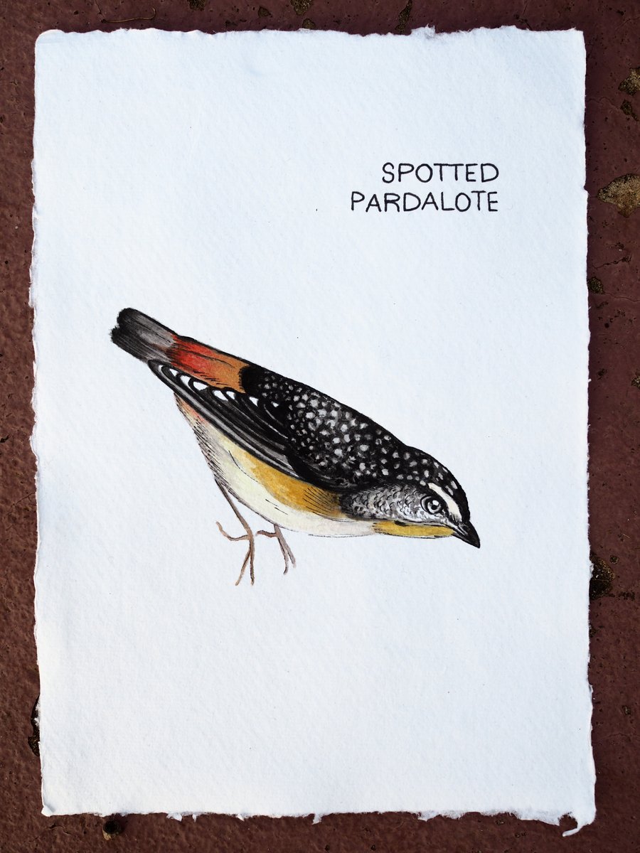 Spotted Pardalote | Hand in Hand Tattoos