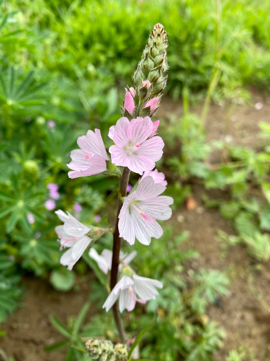 Meadow Checkermallow : Sidalcea campestris | GOOD YEAR FARMS