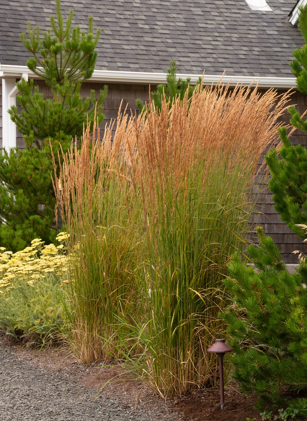Grass Karl Foerster Feather Reed Shop Miller Creek