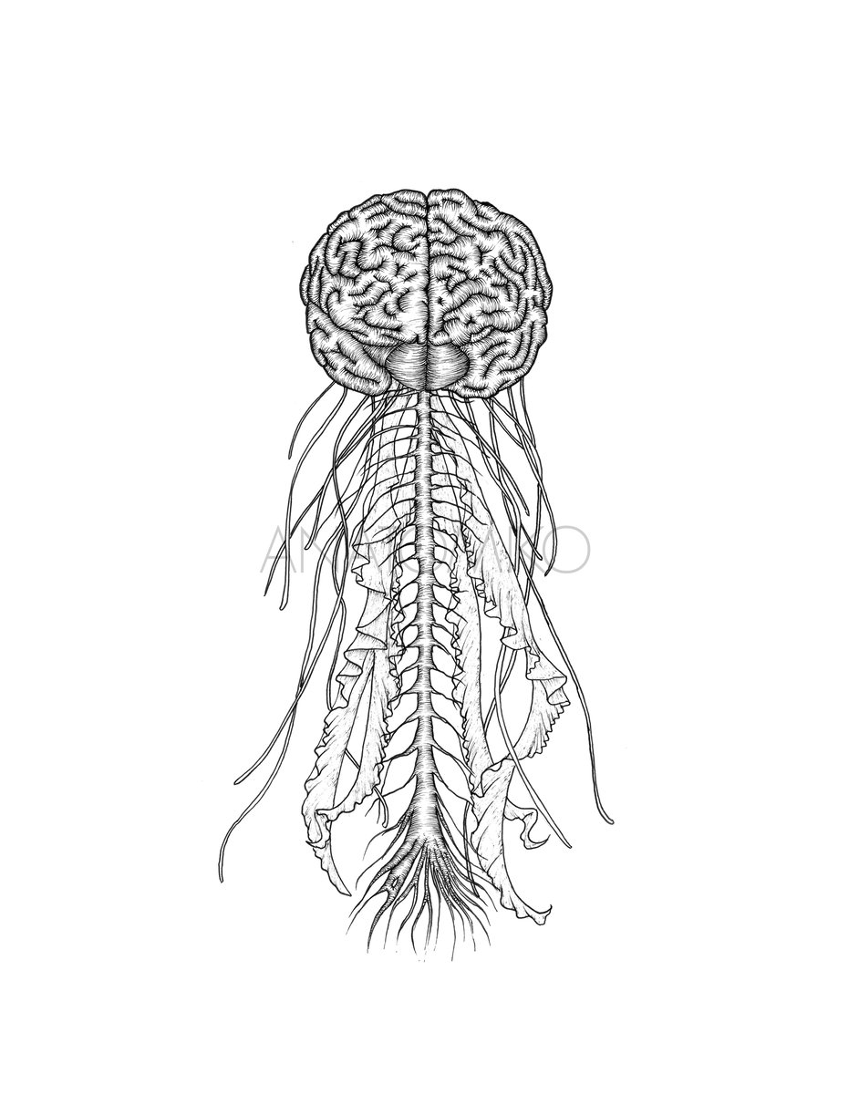 Scyphozoa | Anatomiko