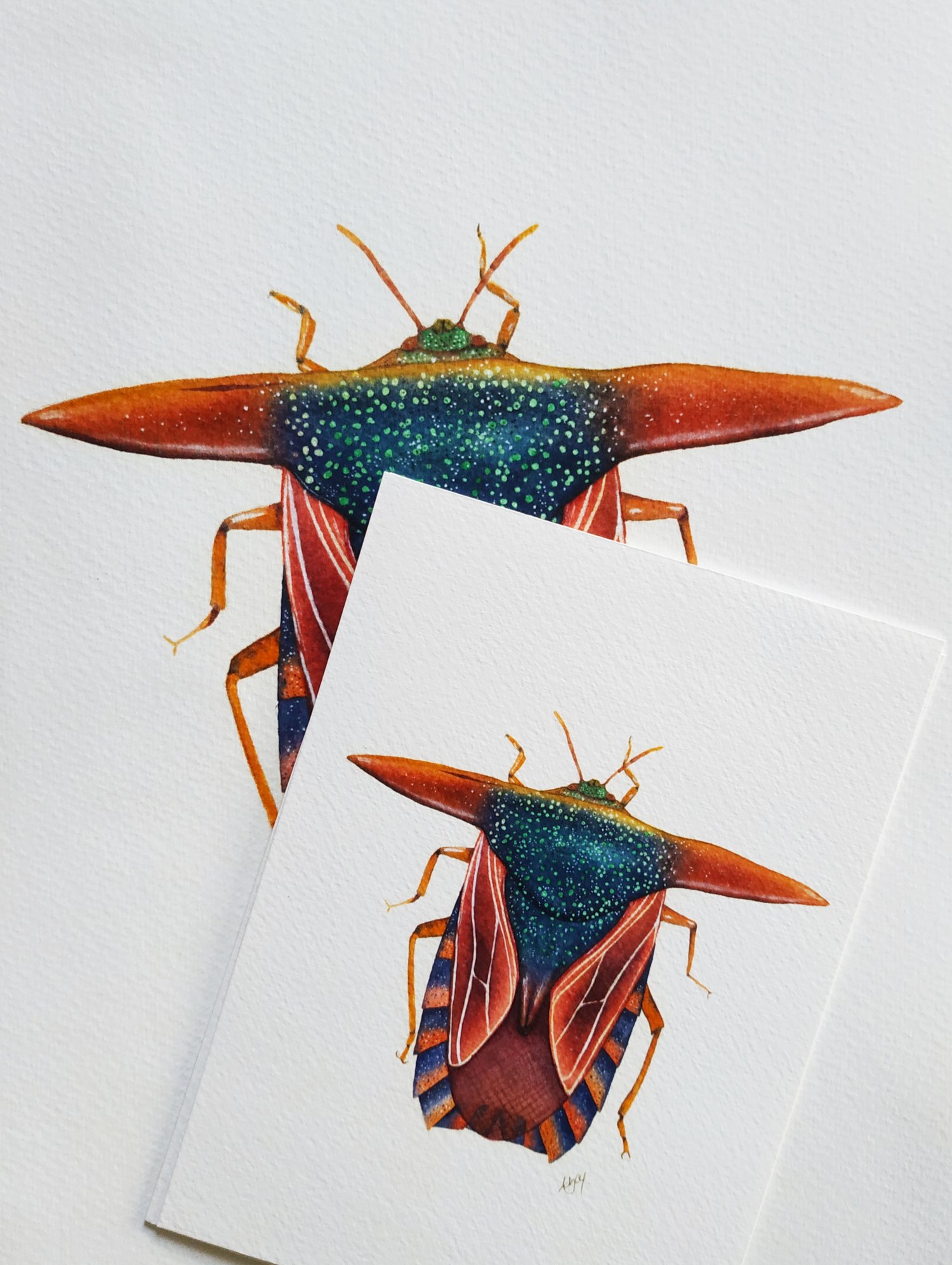 Pygoplatys lancifer Beetle Watercolor Illustration PRINT | Nussay ...