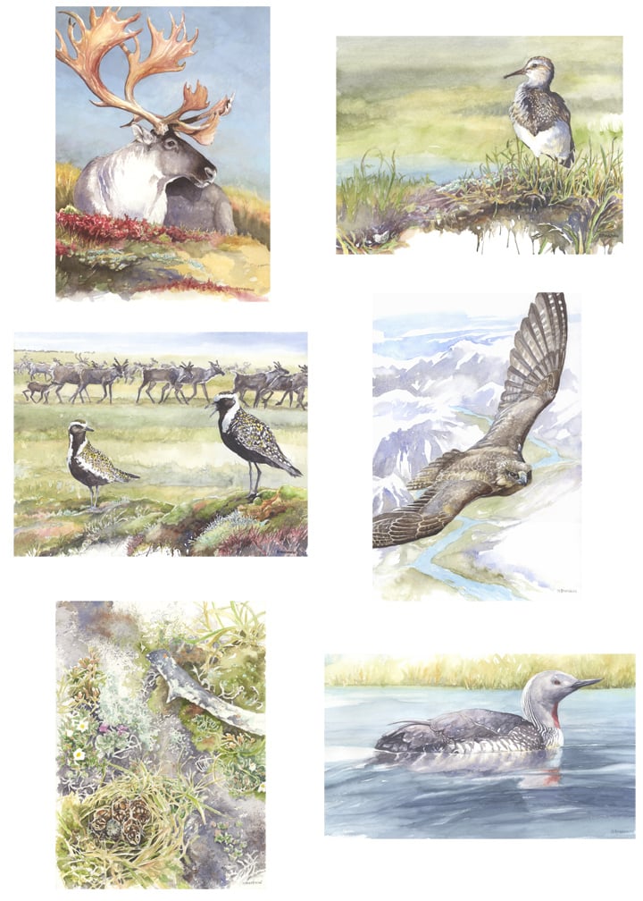 Arctic Refuge card set / Coyote Graphics