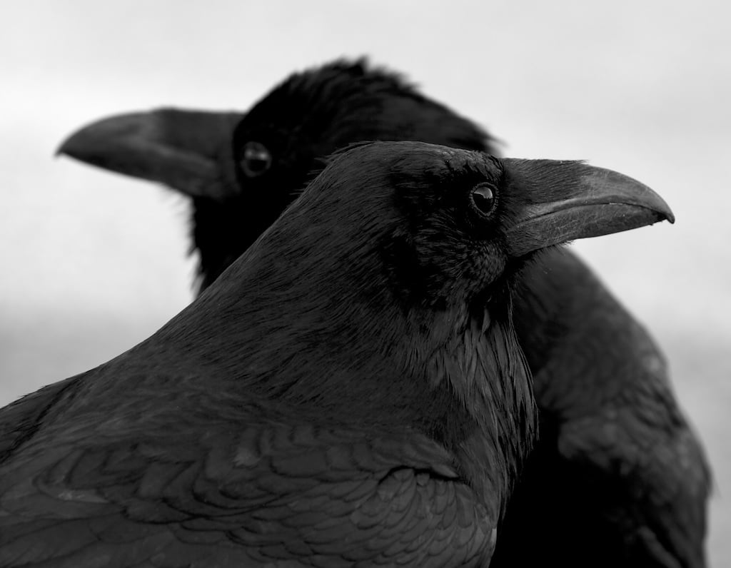 Ravens/Crows/Birds | Kat Livengood Photography