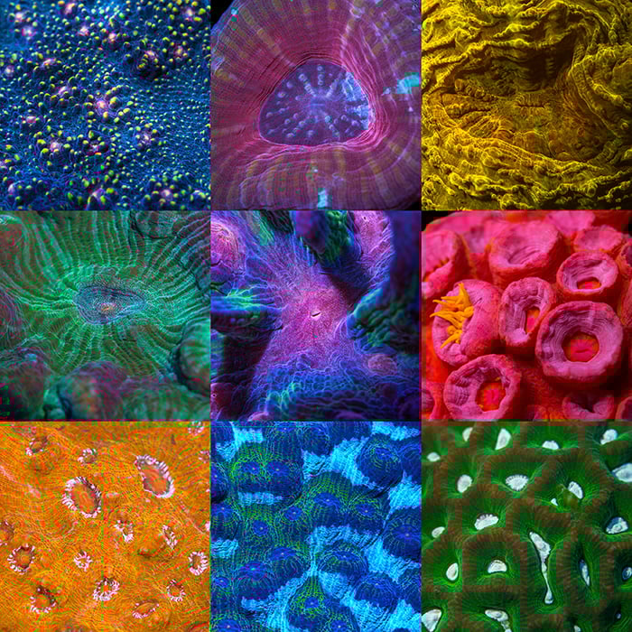 Coral Morphologic 2 Print Set / Coral Morphologic