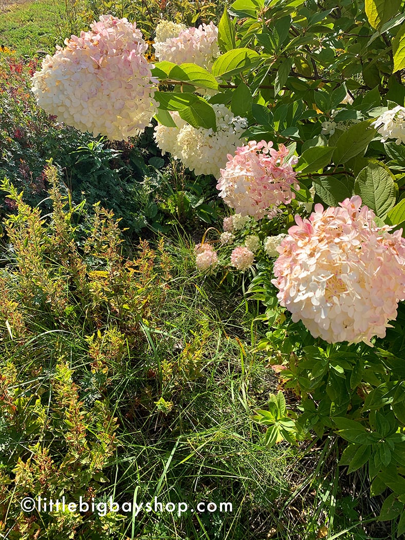 Hydrangea Autumn | littlebigbayshop