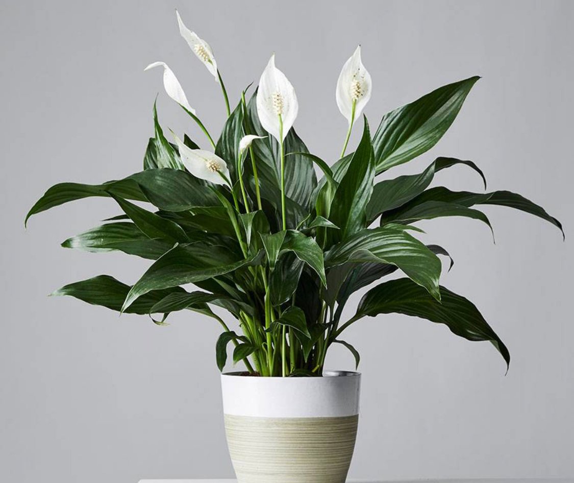 Sympathy Plant - Peace Lily 10 inch / Mosaic Designs & Gifts Boutique Sympathy Plant - Peace Lily 10 inch / Mosaic Designs & Gifts Boutique
