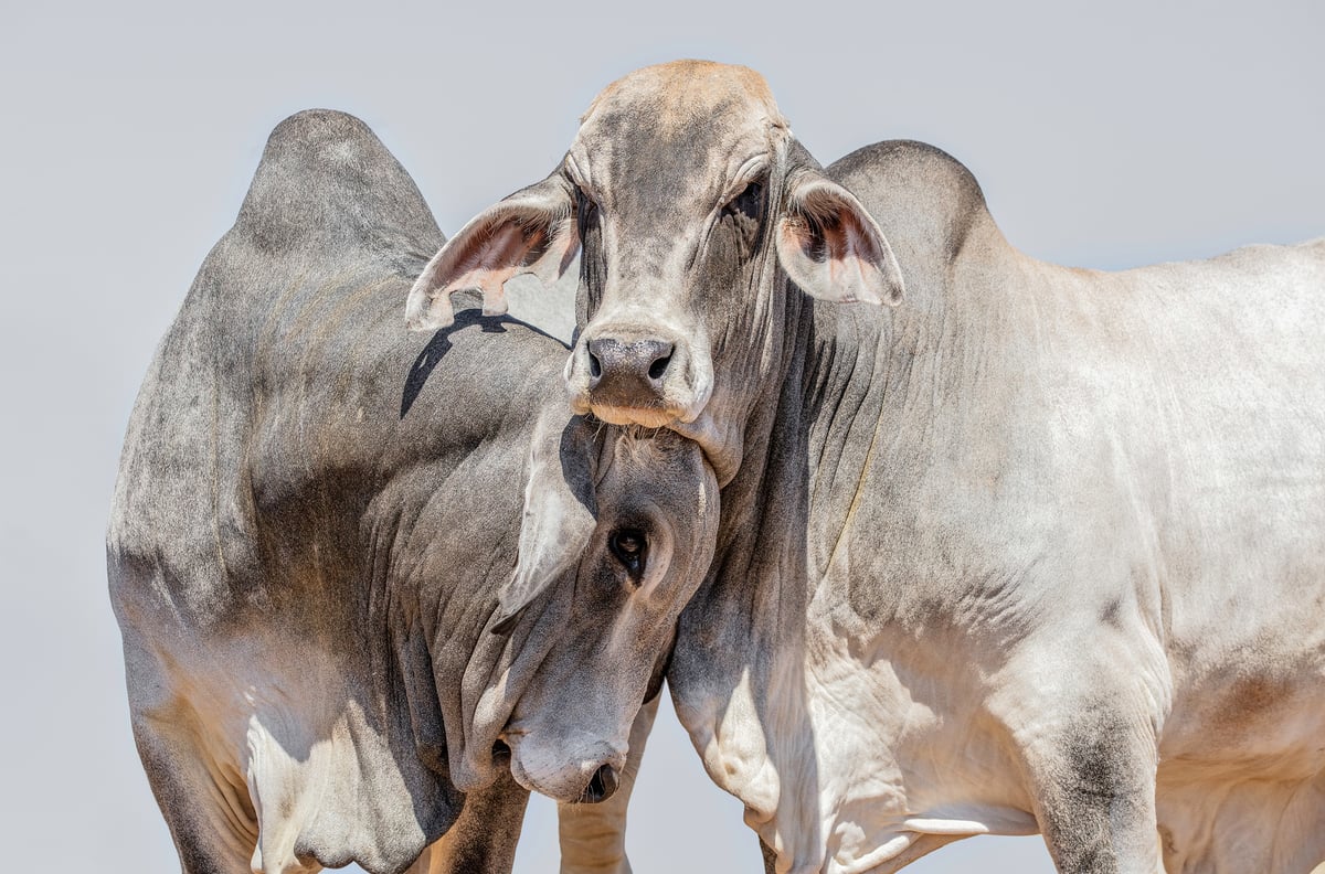 The Pair | Calico Pony by Katie Mendl