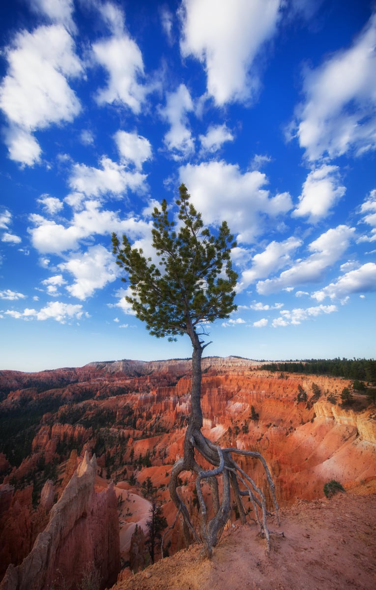 Walking Tall | RJ Hooper Photography