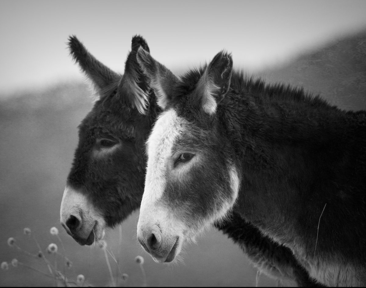 Mona Lisa Smile | Kat Livengood Photography