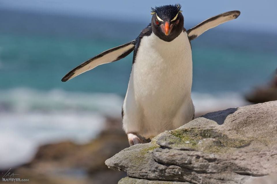 Rockhopper Penguin | Ira Meyer Photography
