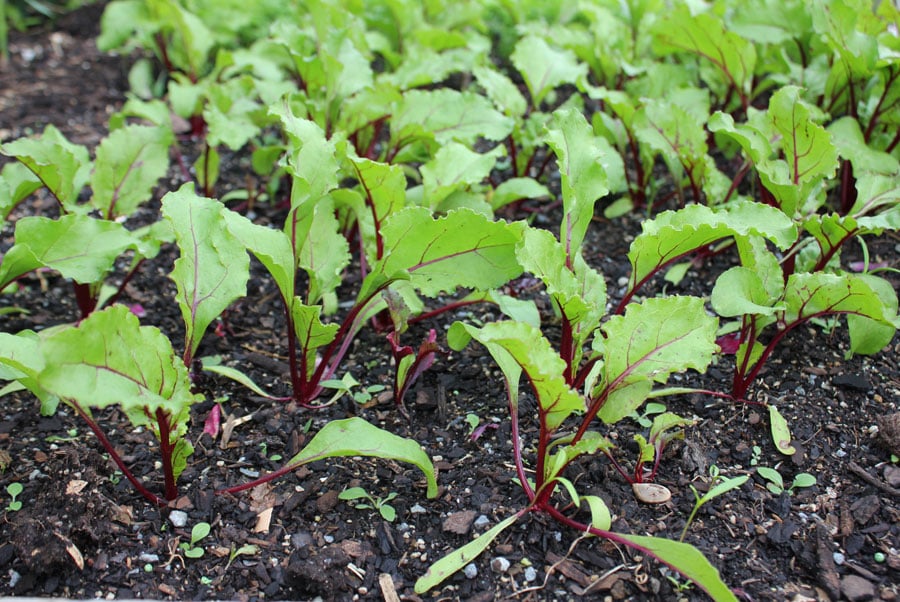 Heirloom Beetroot | little sun seeds