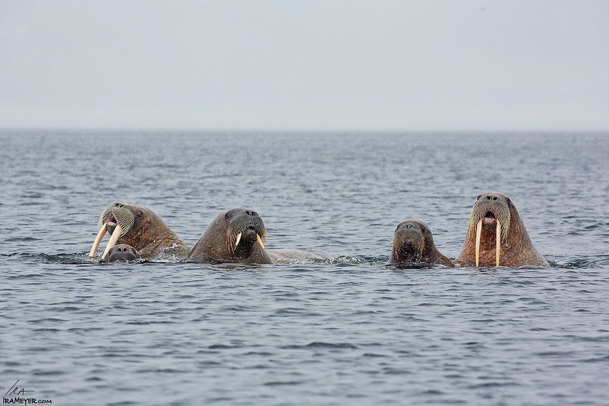 Curious Walruses | Ira Meyer Photography