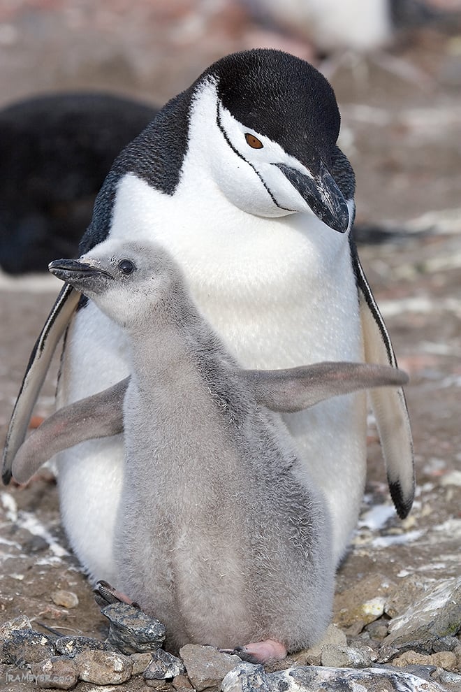 Chinstrap Penguin and Chick | Ira Meyer Photography