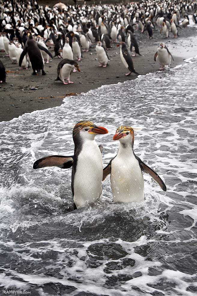 Royal Penguins in the Surf | Ira Meyer Photography