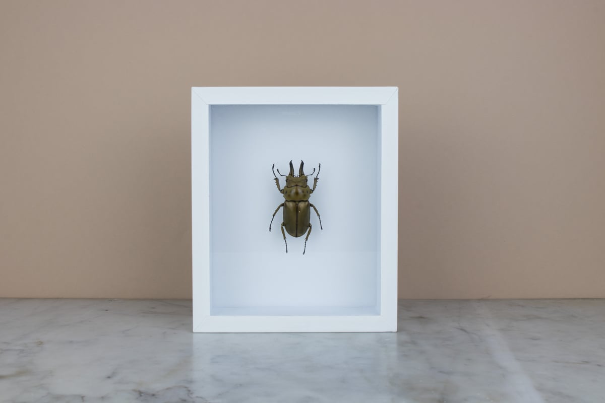 BUTTERFLIES AND BEETLES VIENNA — ALLOTOPUS ROSENBERGI