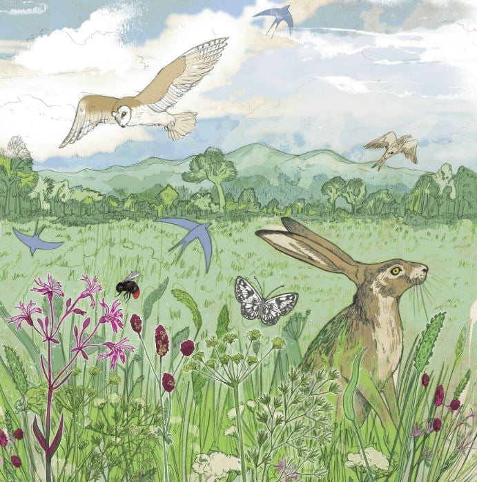 MEADOW – GREETINGS CARD | Shelly Perkins Wildlife Art