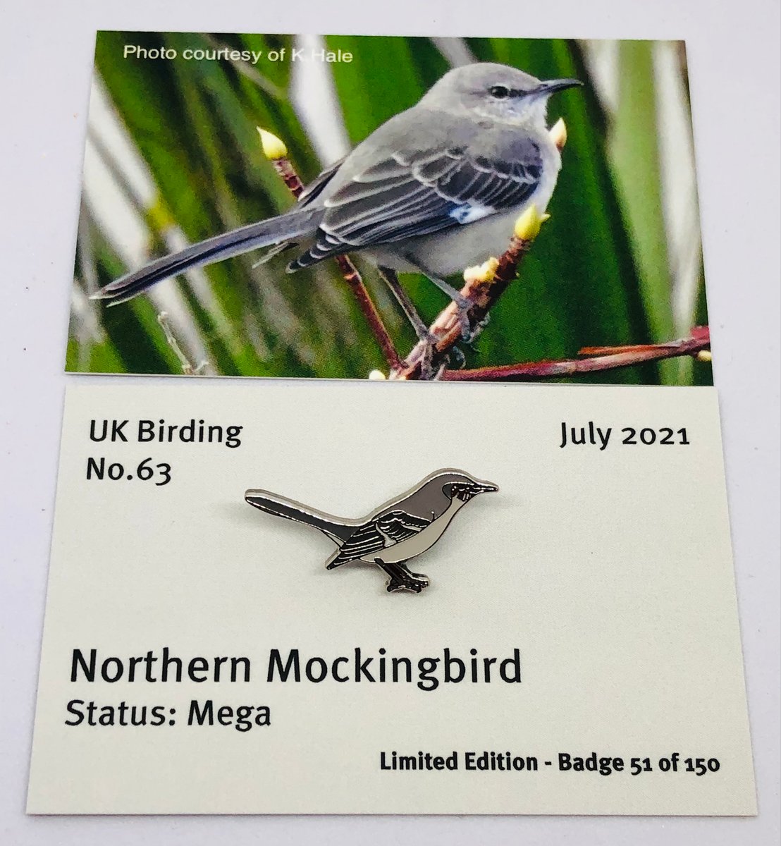 Northern Mockingbird - July 2021 - UK Birding - Enamel Pin Badge | UK ...