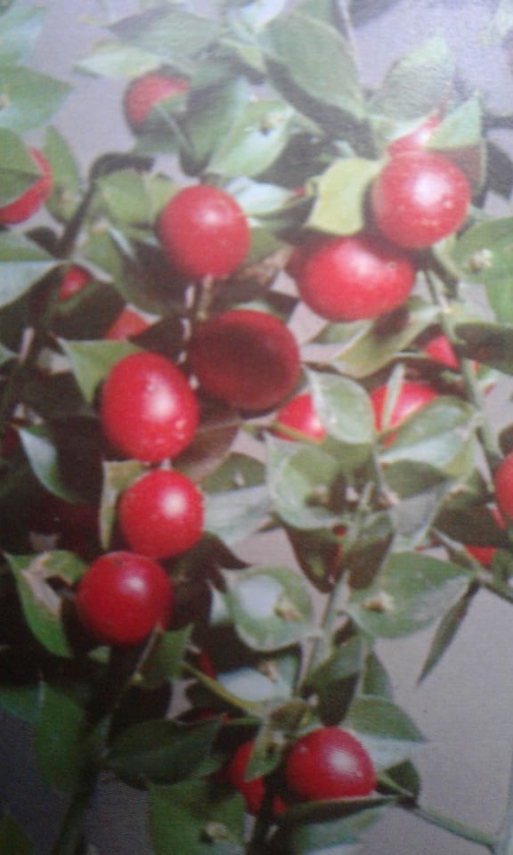 Ruscus aculeatus | Bloomin' Plants and Stitches