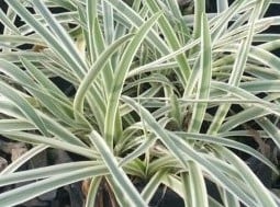 Agapanthus 'Tinkerbell' | Bloomin' Plants and Stitches