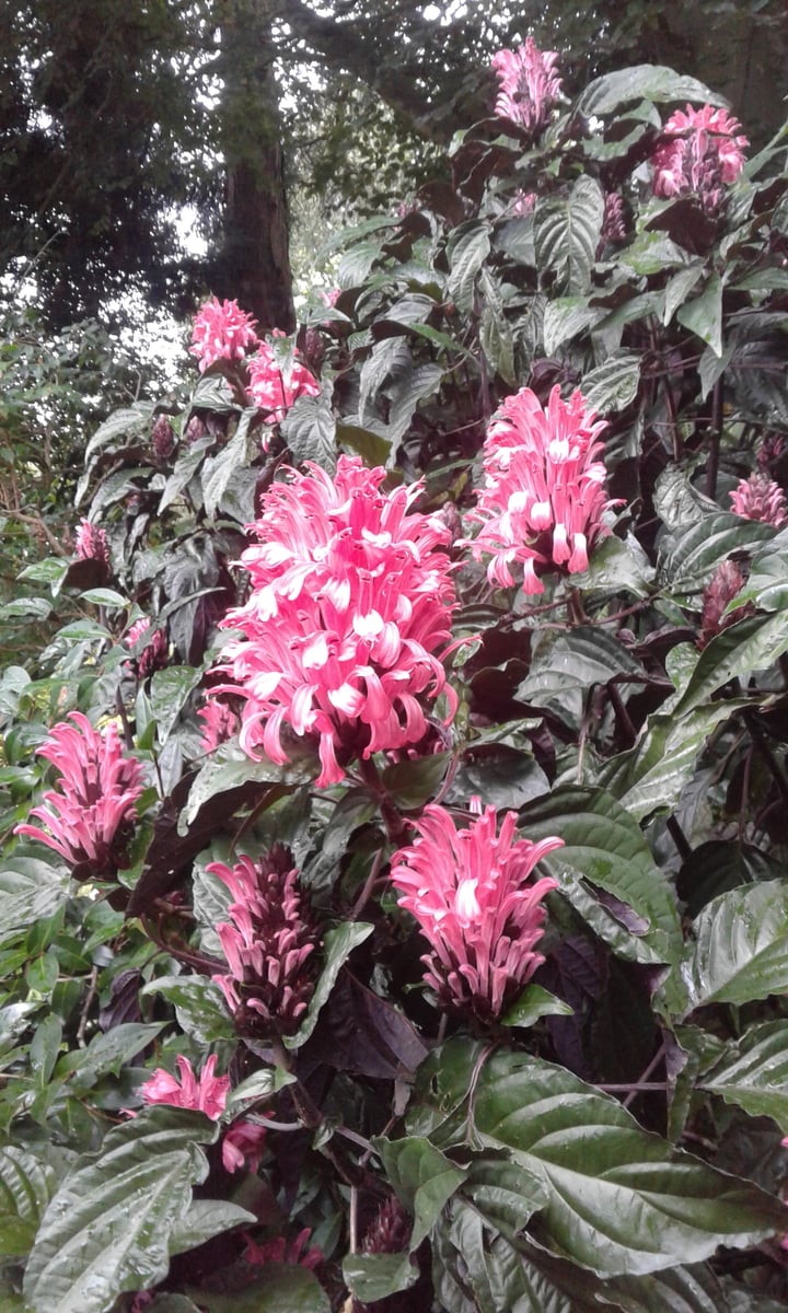 Justicia carnea | Bloomin' Plants and Stitches