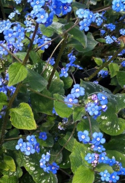 Brunnera macrophylla 'Langtrees' | Bloomin' Plants and Stitches