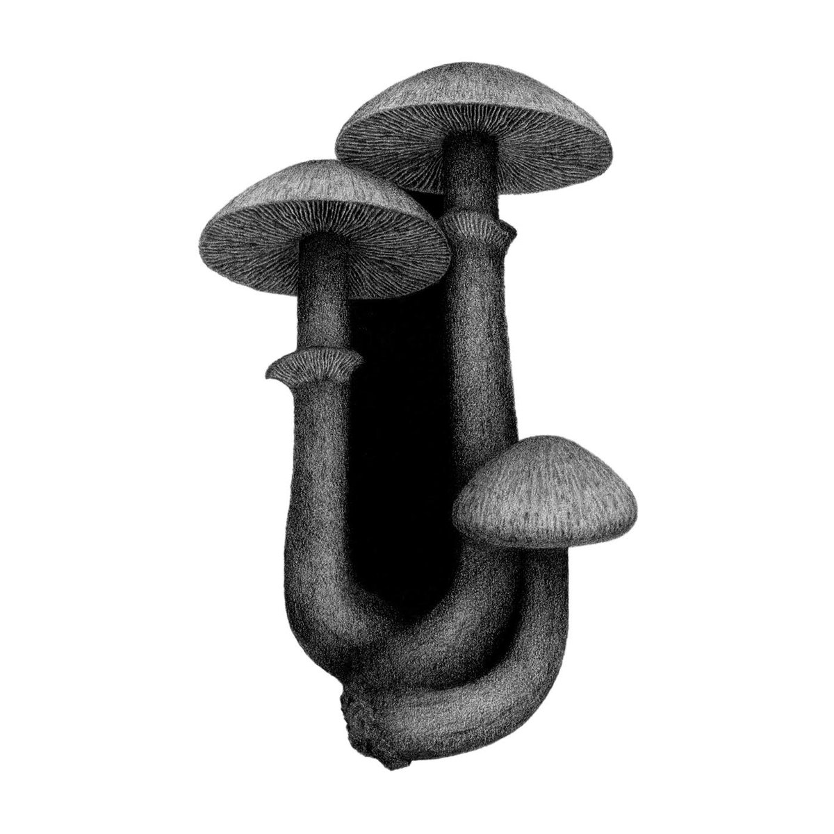 Penis Envy Uncut (Microscopy Kit) | Sacred Spore